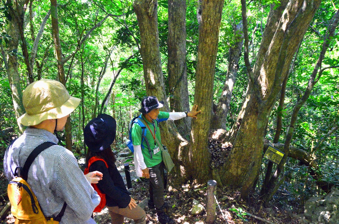 Guided Tours - Okinawa Hip Hop Bus