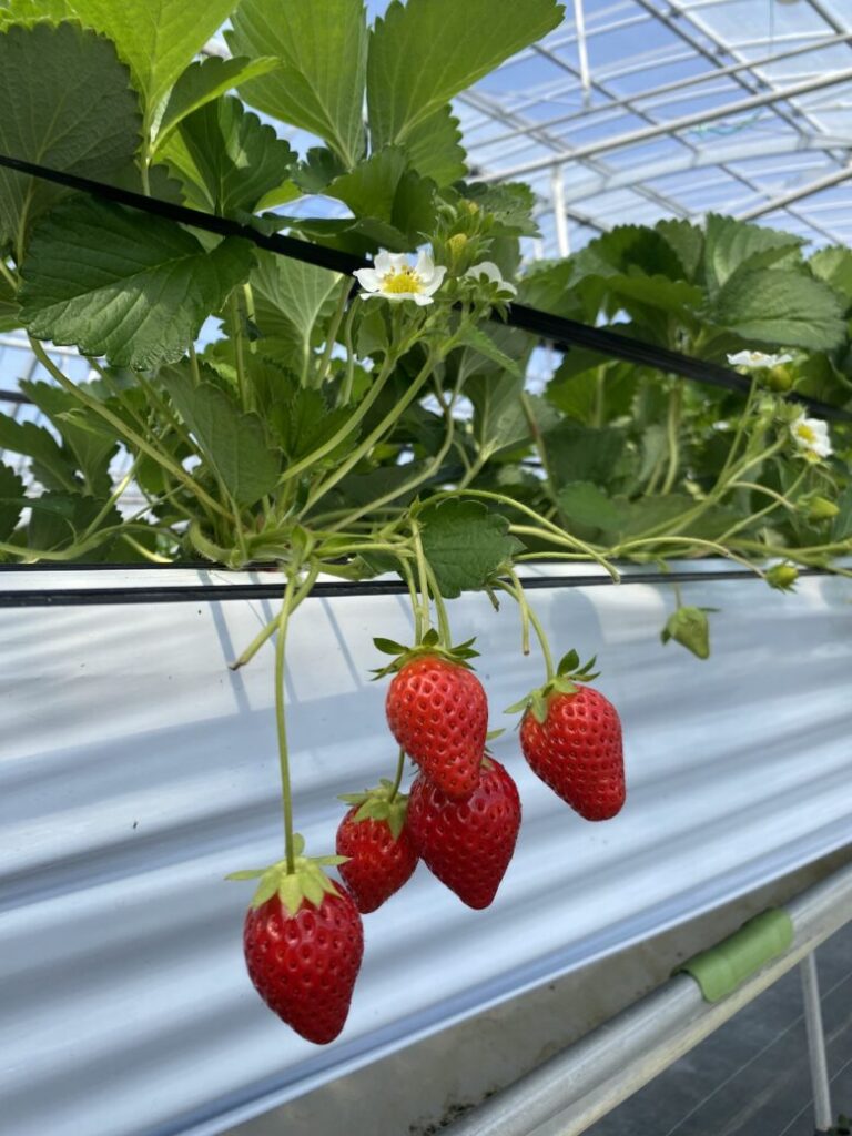 沖縄日帰りバスツアー 【観光スポットを巡るバスツアー】| Okinawa Hip Hop Bus